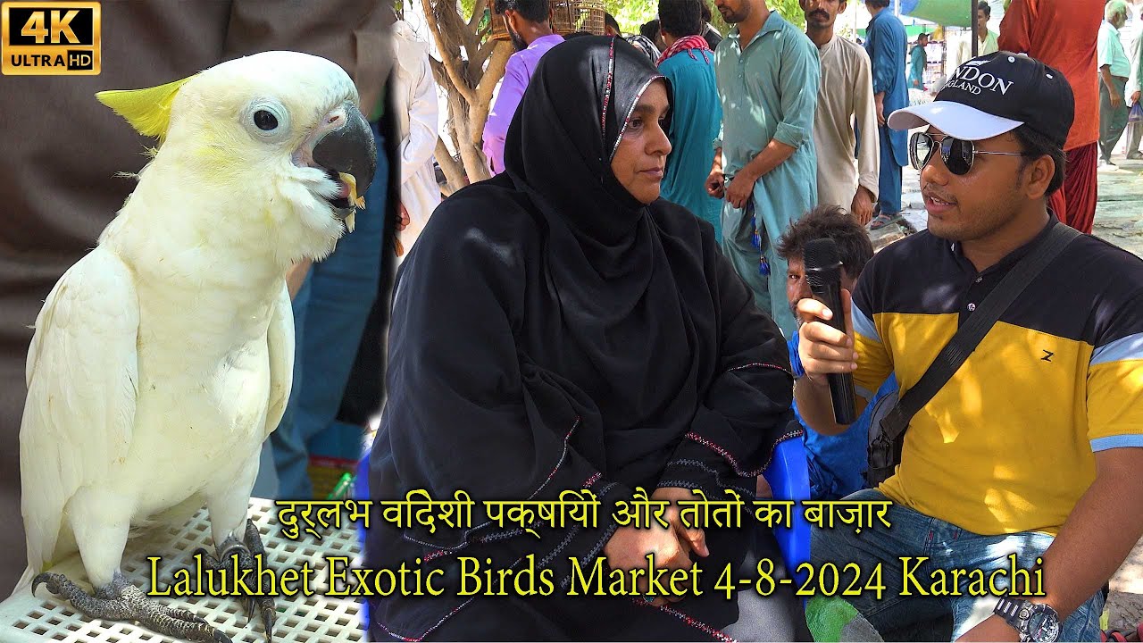 Lalukhet Exotic Birds and Parrots Market 4-8-2024 Karachi | Unique and ...