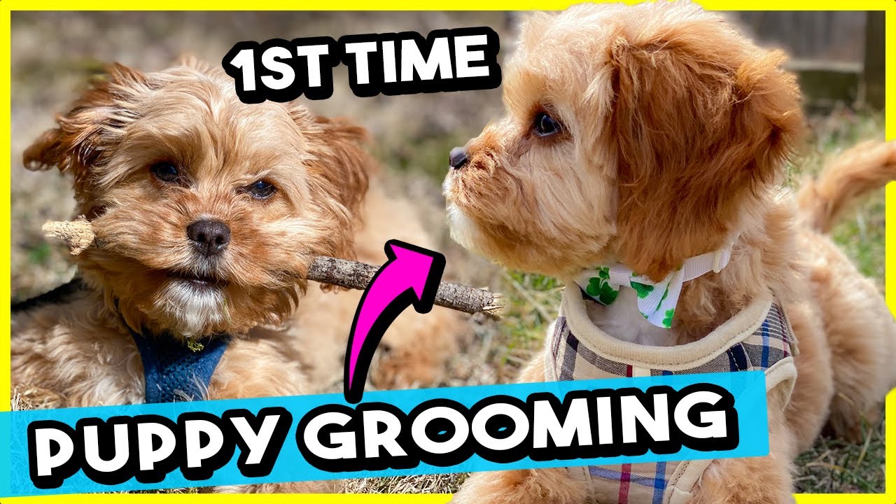 PUPPY'S FIRST GROOMING! | Gizmo The Cavapoo | Habitually Henry - YouTube