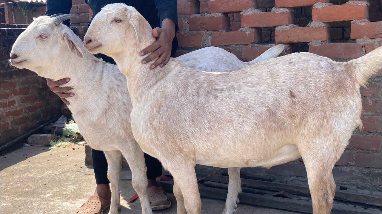 Full tayyari wale khubsurat Barbare. Kanpur bakra Mandi. - YouTube