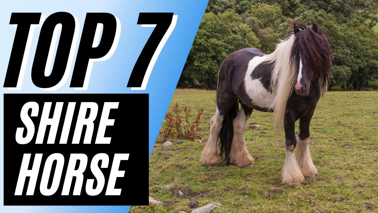 Top 7 Facts About The Shire Horse - Shire Horse Facts - YouTube