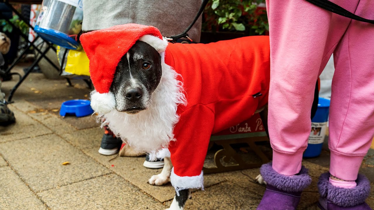 All Dogs Matter Christmas Fair - YouTube