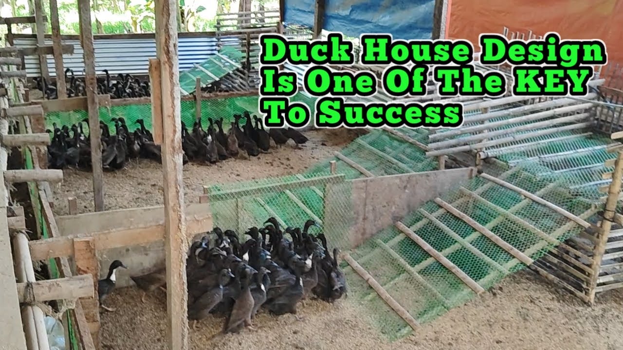 Duck House Renovation | Hanger Type to Ground Type | Duck Farming in ...