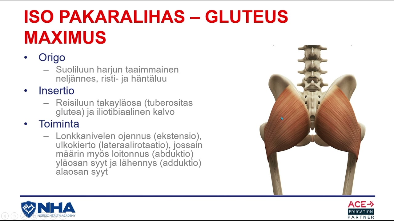 Iso pakaralihas, Gluteus maximus | Lihakset suomeksi ja latinaksi, Ari ...