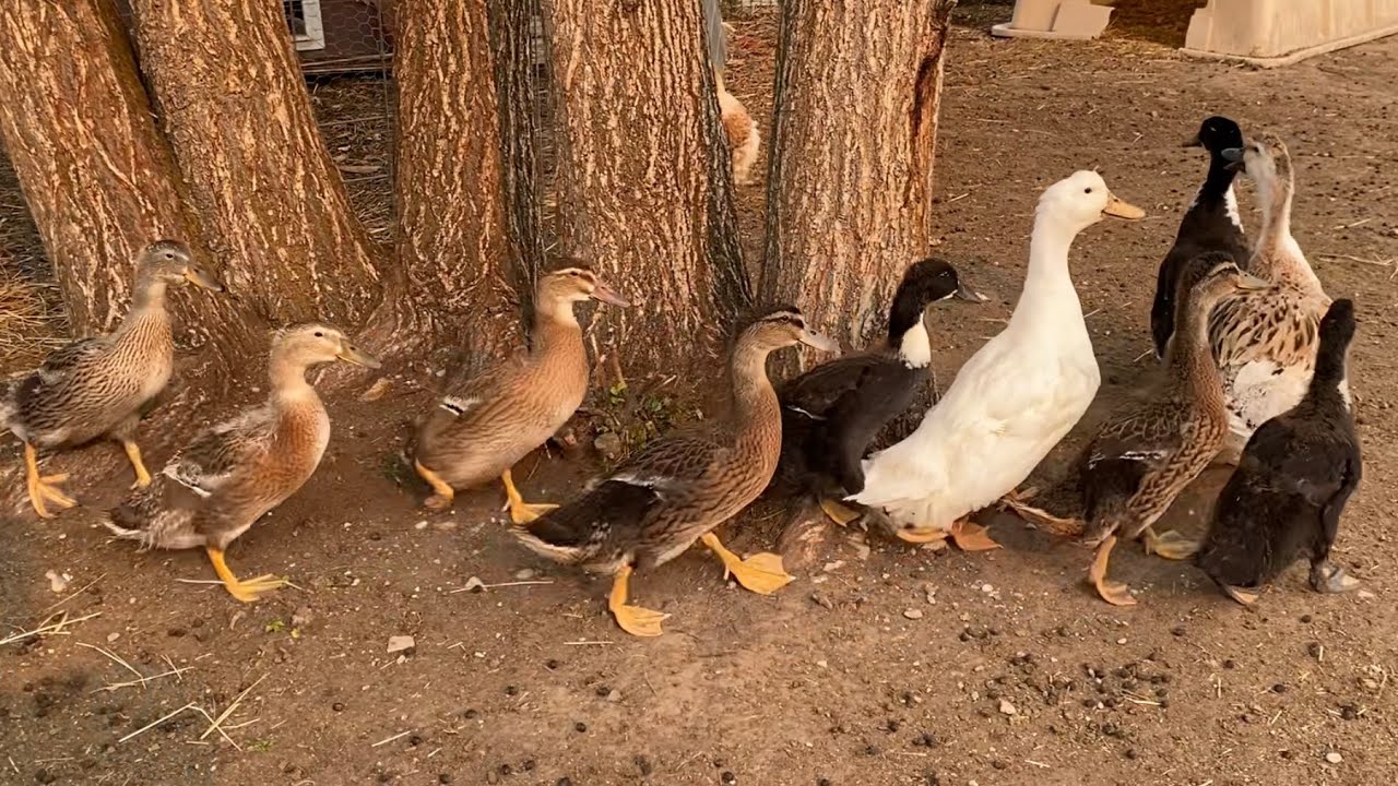 Herding ducks like a boss. #ducksatdinnertime,#ducksquacking,#babyducks ...