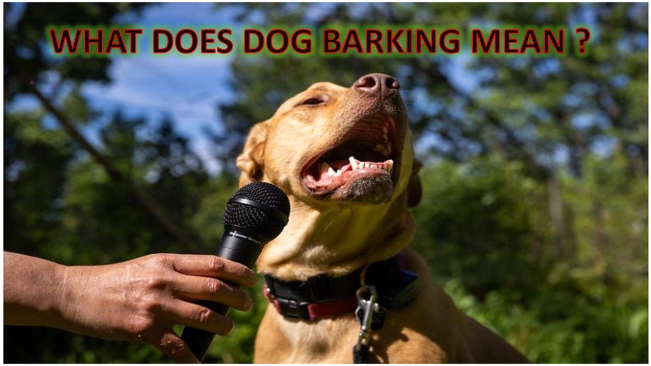 What Does Dog Barking Mean ? - YouTube