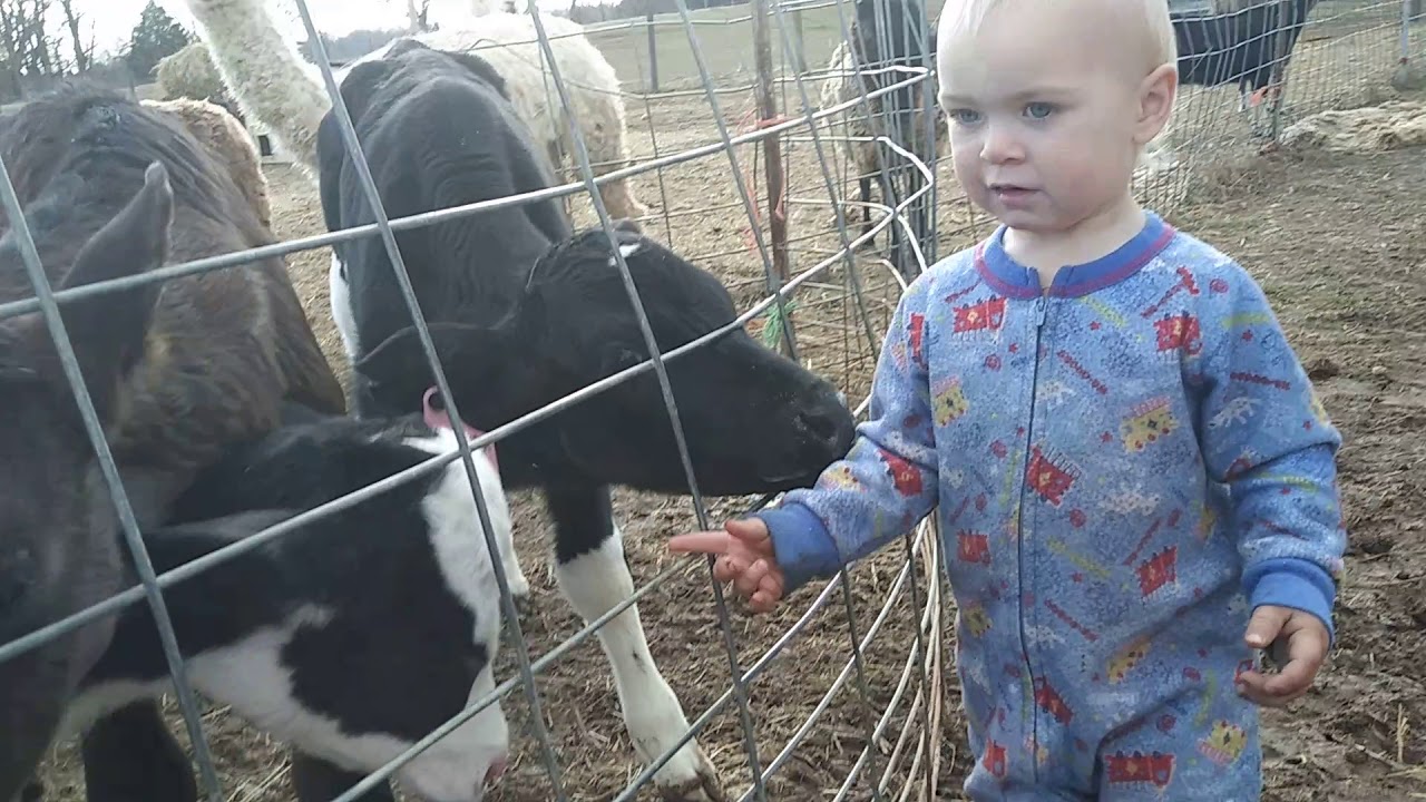 Cute Baby human with baby cows calves sheep alpaca - YouTube