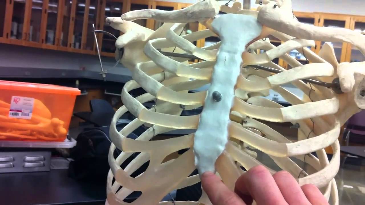 bones-sample-quiz-part-1-youtube