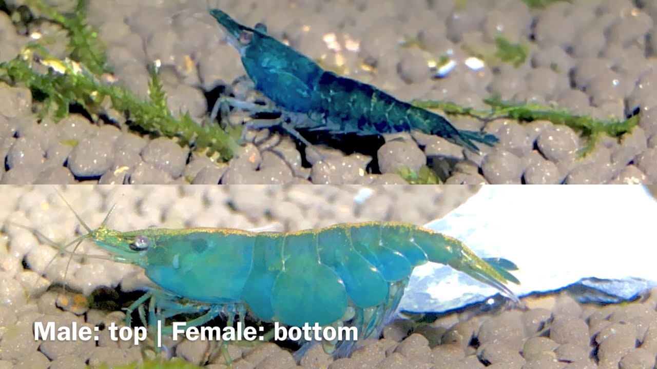 How to sex Cherry Shrimp and Every Other Neocaridina davidi Color - YouTube