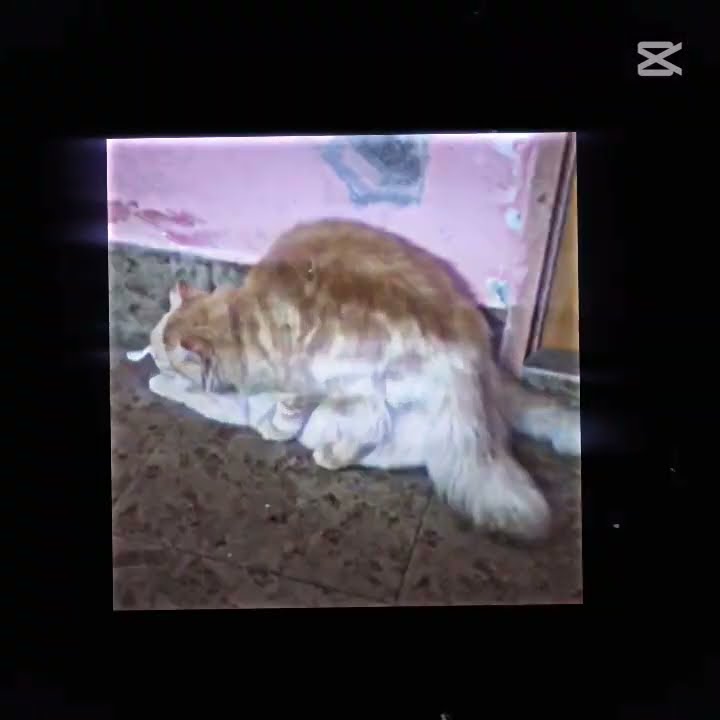 CATS EDITING 👀☠️ AURA99999999999+🗿👾💥🦸‍♂️ - YouTube