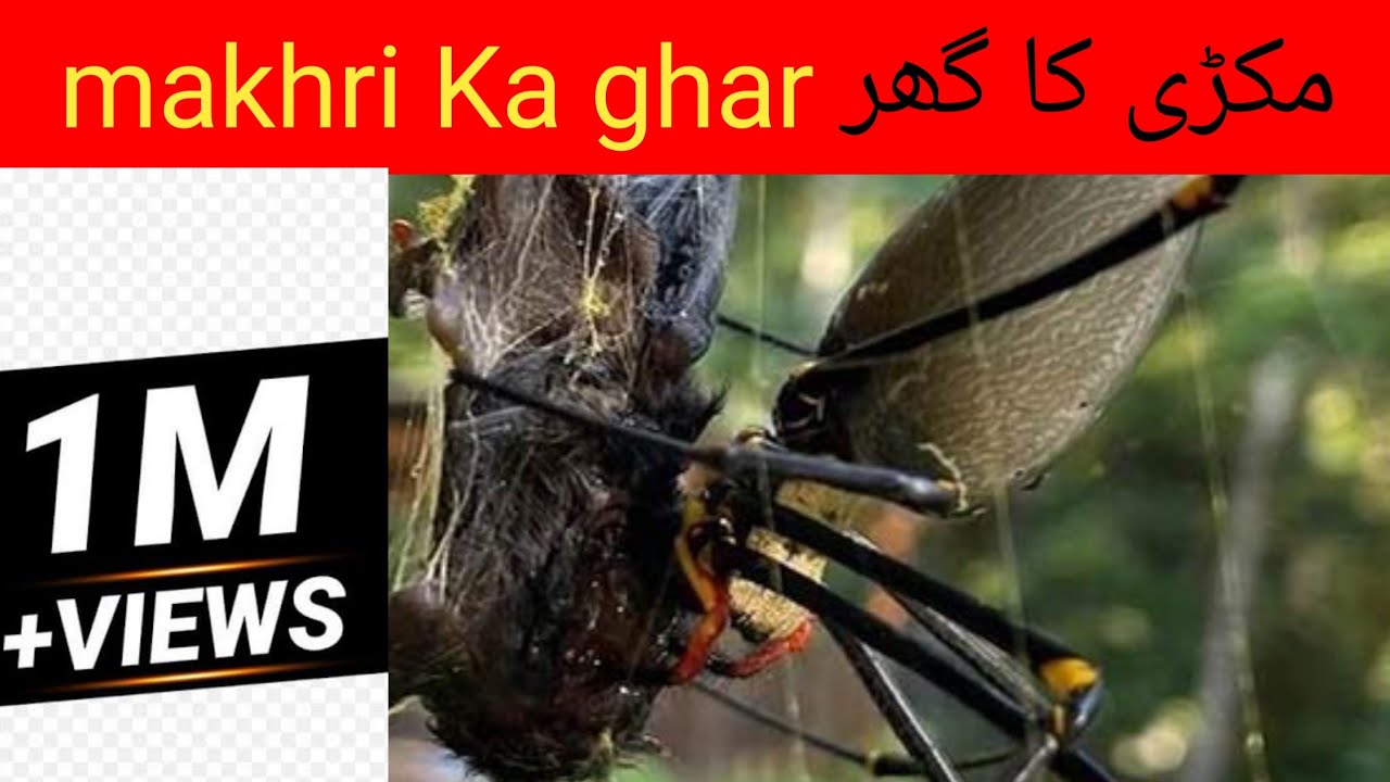 makhri Ka ghar || Makri ka Jala Spider Webs مکڑی کے جالے मकड़ी के जाले ...