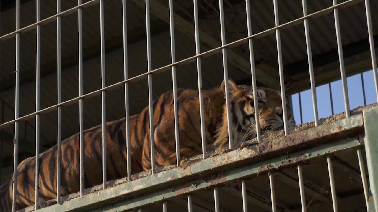 Tigers Living in Train Car for 15 Years Leave for Sanctuary - YouTube