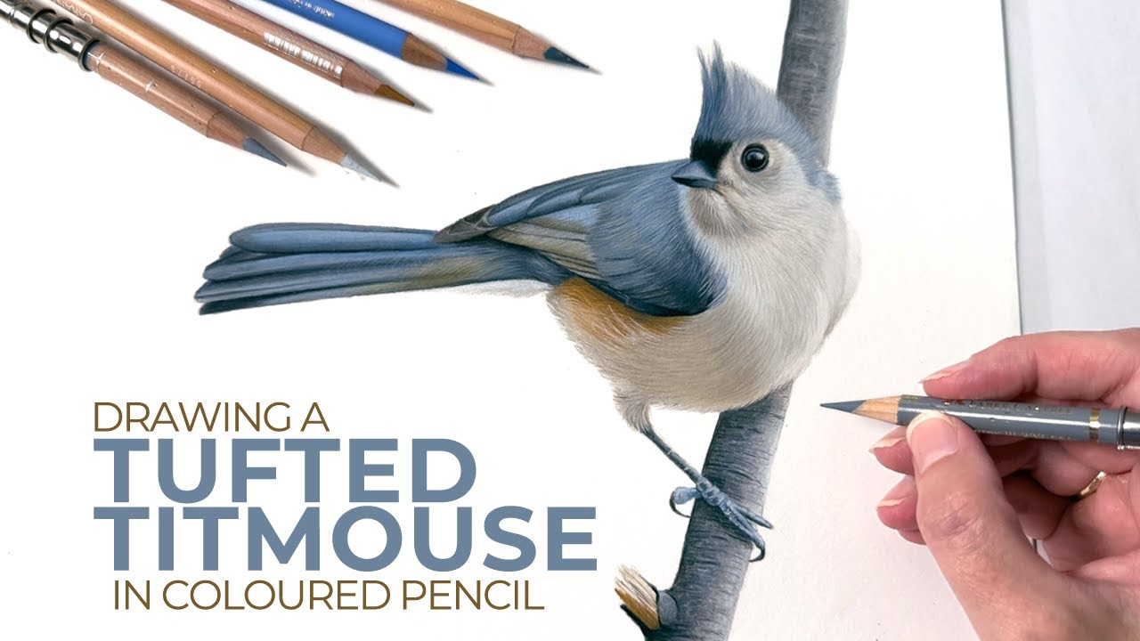 Drawing A Tufted Titmouse In Colored Pencil | Timelapse - YouTube