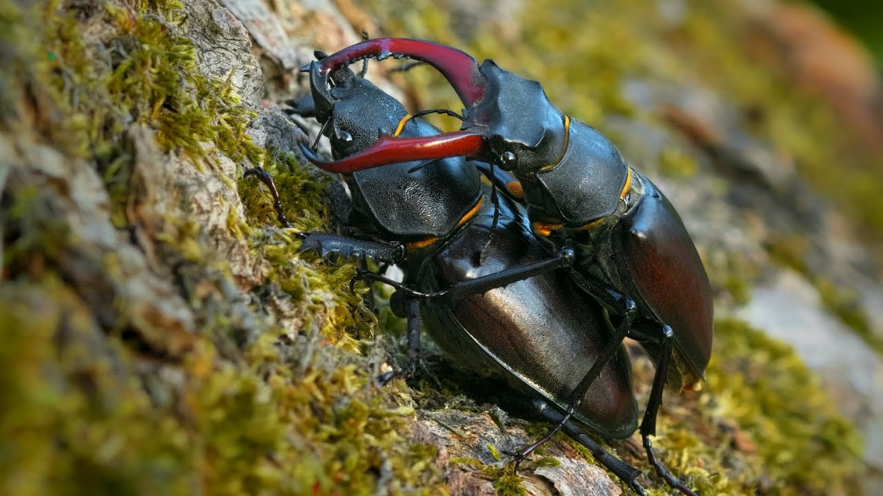 This is how European stag beetles (don't) mate ~ Lucanus cervus - YouTube