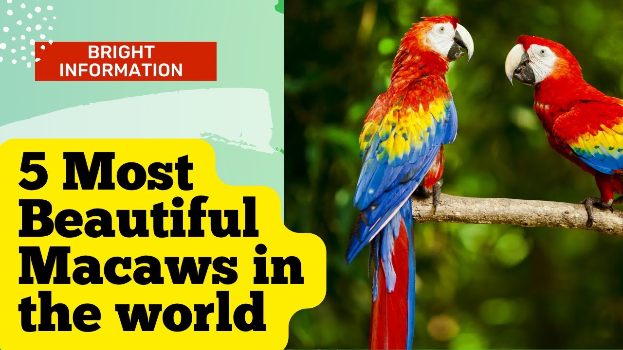 5 Most Beautiful Macaws in the world - YouTube