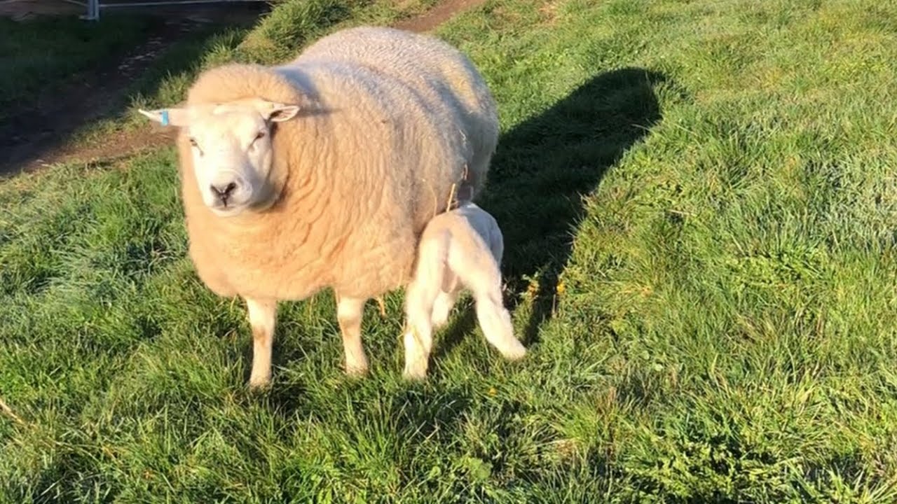 The start of lambing 2025 is here - YouTube