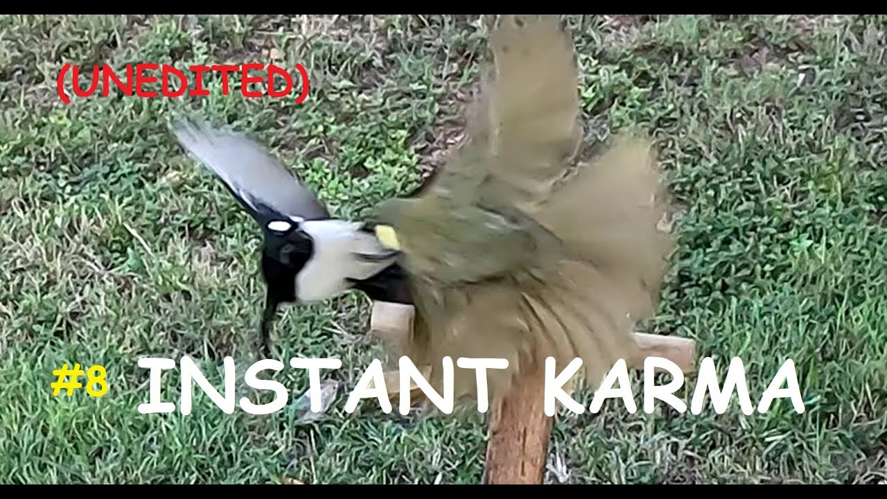 5 bird species and 5 fights in 10 minutes real time – Australian birds ...