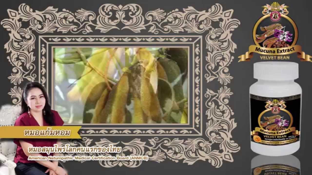 Mucuna Extract VELVET BEAN [ หมอแก้มหอม ] - YouTube