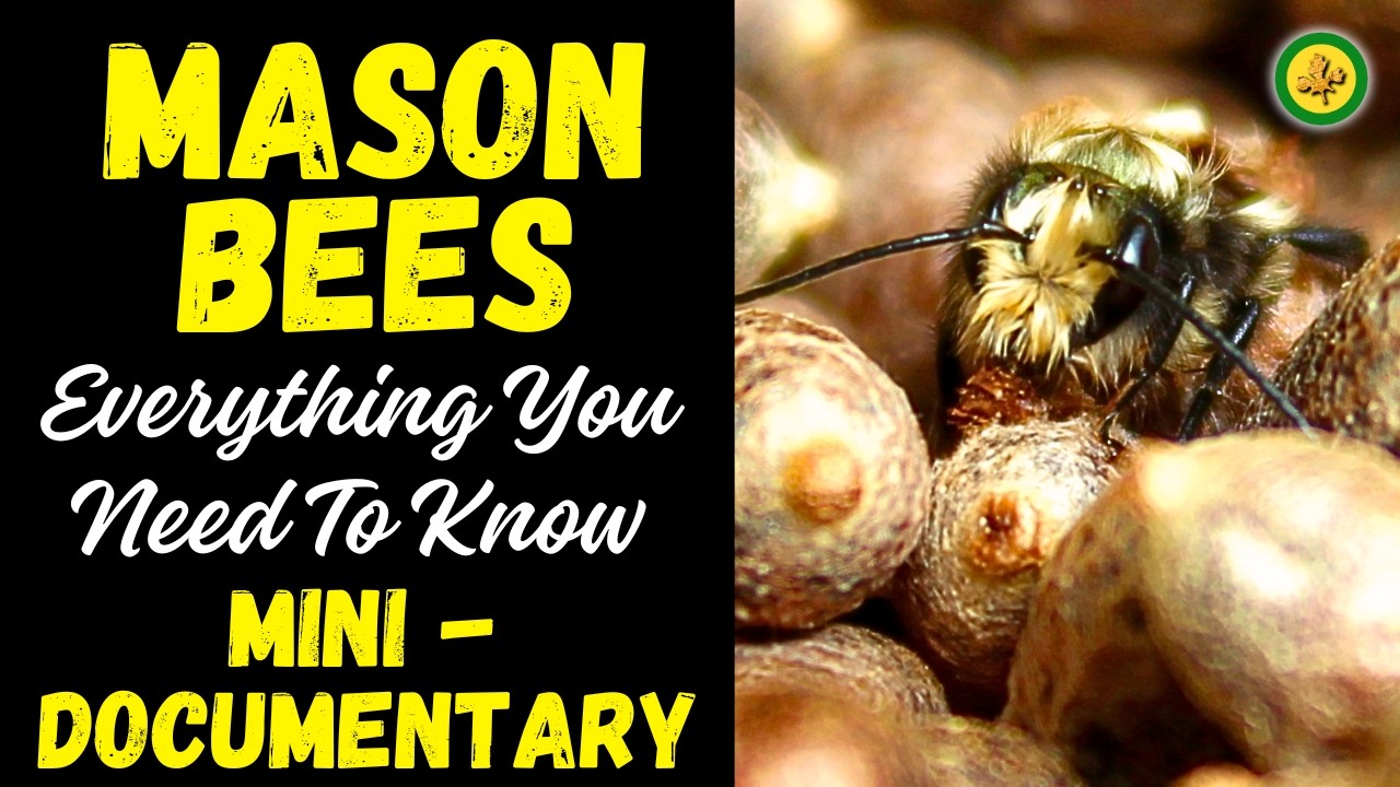Mason Bee Mini Documentary - Everything You Need To Know About Getting ...
