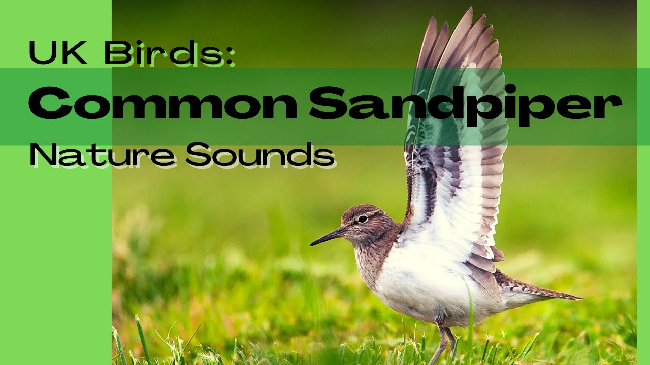 Common Sandpiper UK Birds. Bird Song Identifier, Field Recording, Bird ...