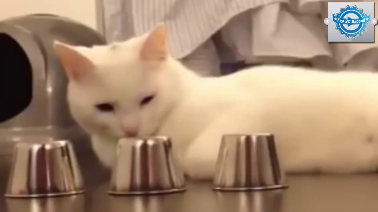 Funny Cat Video - Smartest Cat in The World - YouTube