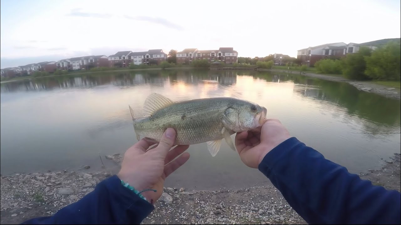 Drop shot fishing neighborhood pond (TONS OF FISH!!!) - YouTube