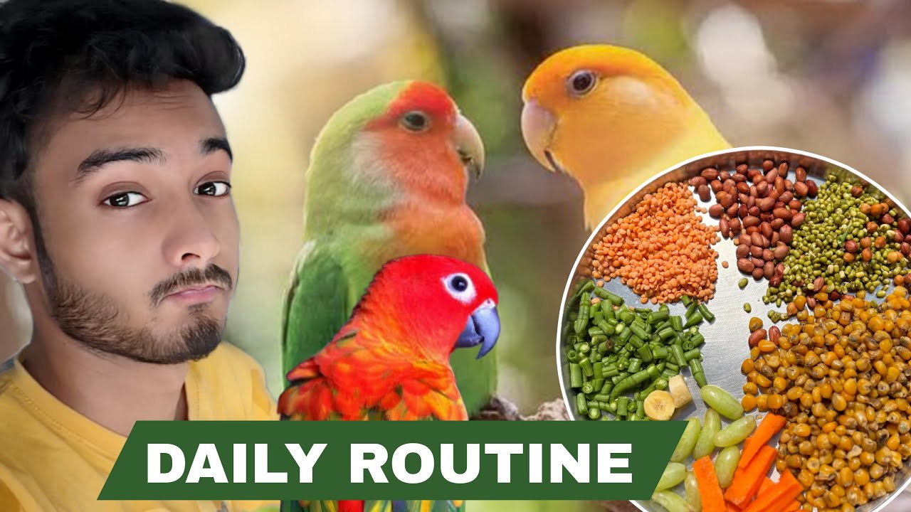 Vlogs With Birds 🦜 / Birds Morning Food diet - YouTube