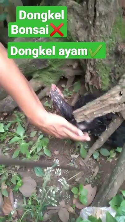 donkel bonsai dpat ayam#videoshort #bonsai #ayamkampung - YouTube
