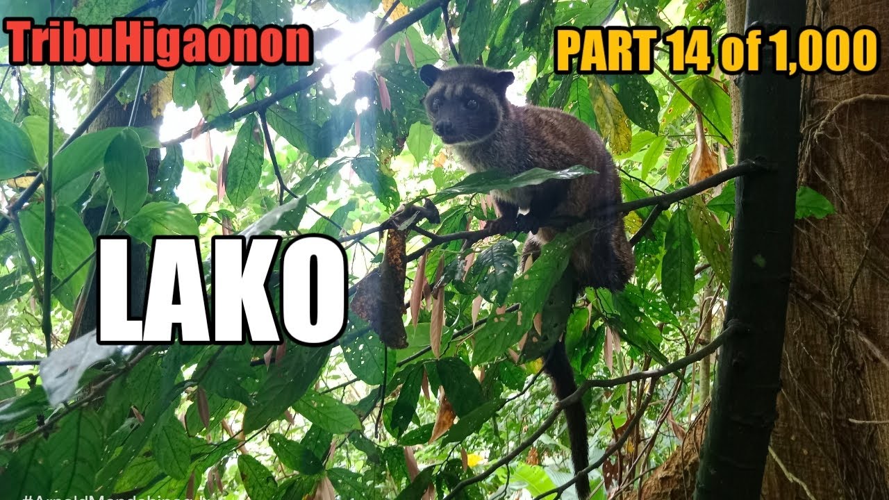 Part 14 of 1,000 || LAKO - YouTube