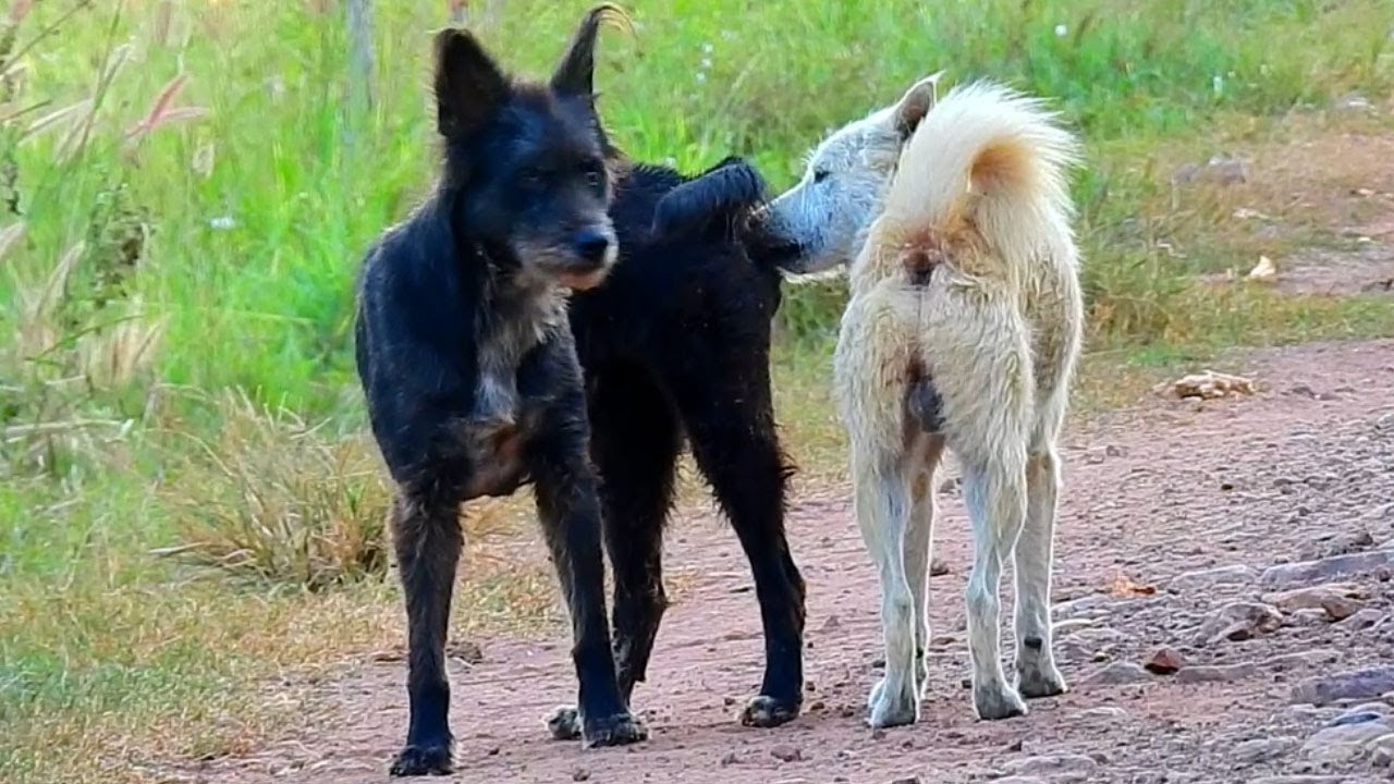 Best Action To day New Abandon dog have sweet time try to kiss want to ...