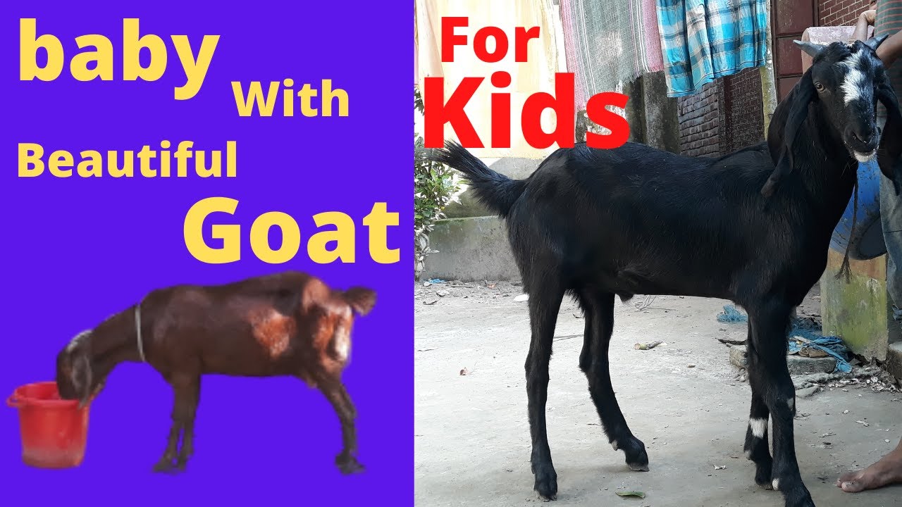 some funny moments with my goats . 1 .the golden goat.baby.kids.funny ...