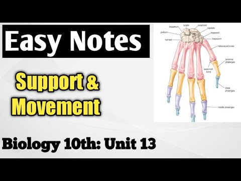 Biology 10th: Easy Notes: Unit 13: Support and Movement - YouTube