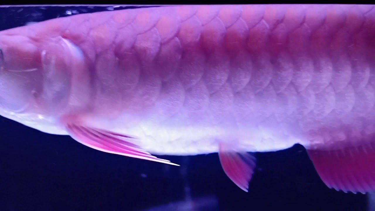 RTG AROWANA - YouTube