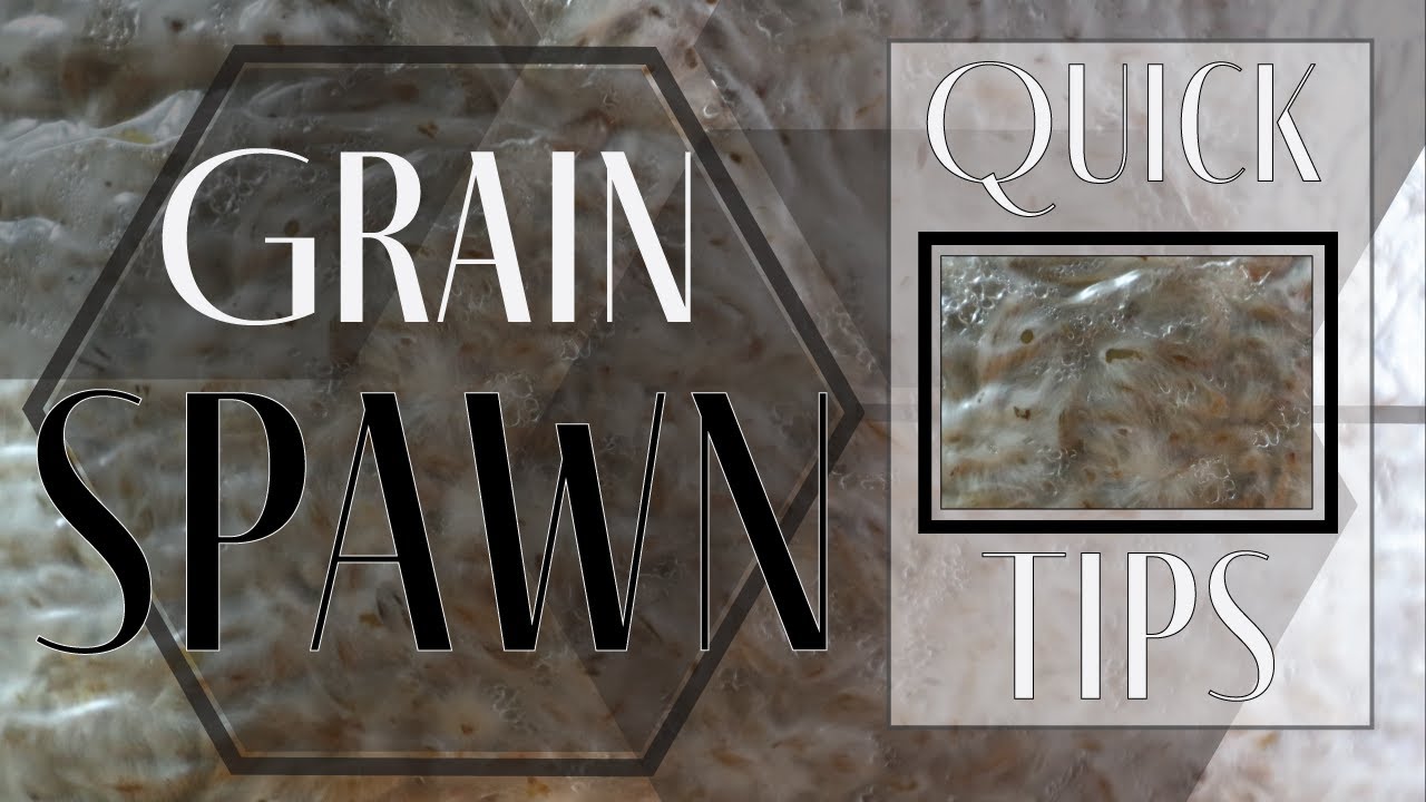 Quick Tips: Grain Spawn Too Wet - YouTube
