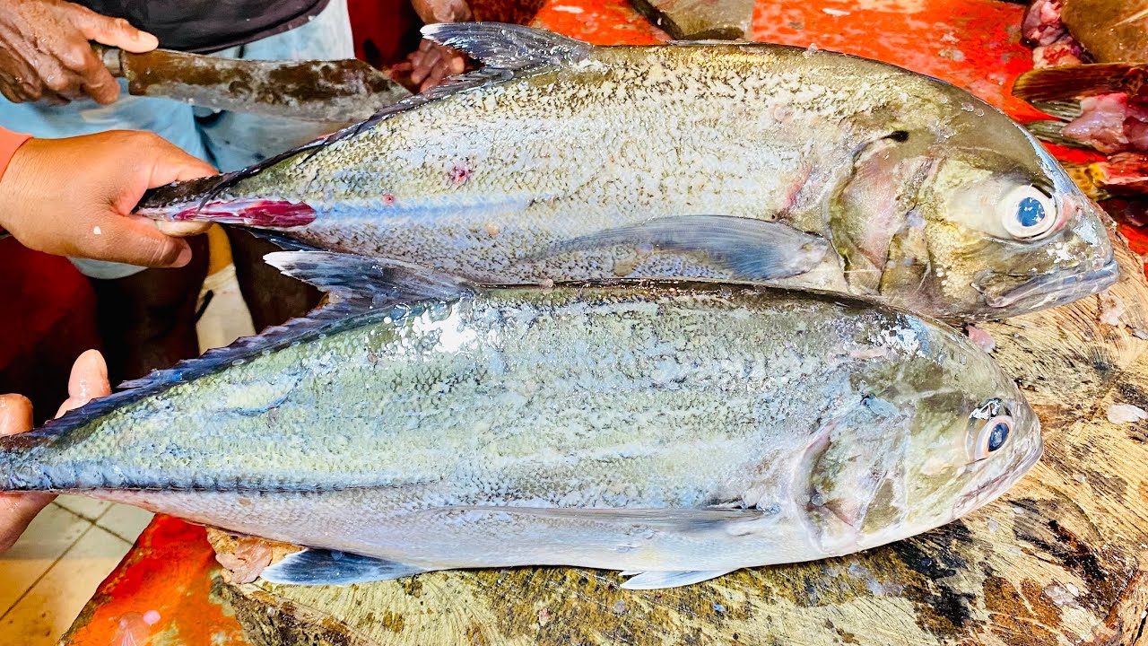 Amazing Cutting Skills | Big Para Fish Cutting By Expert Fish Cutter ...