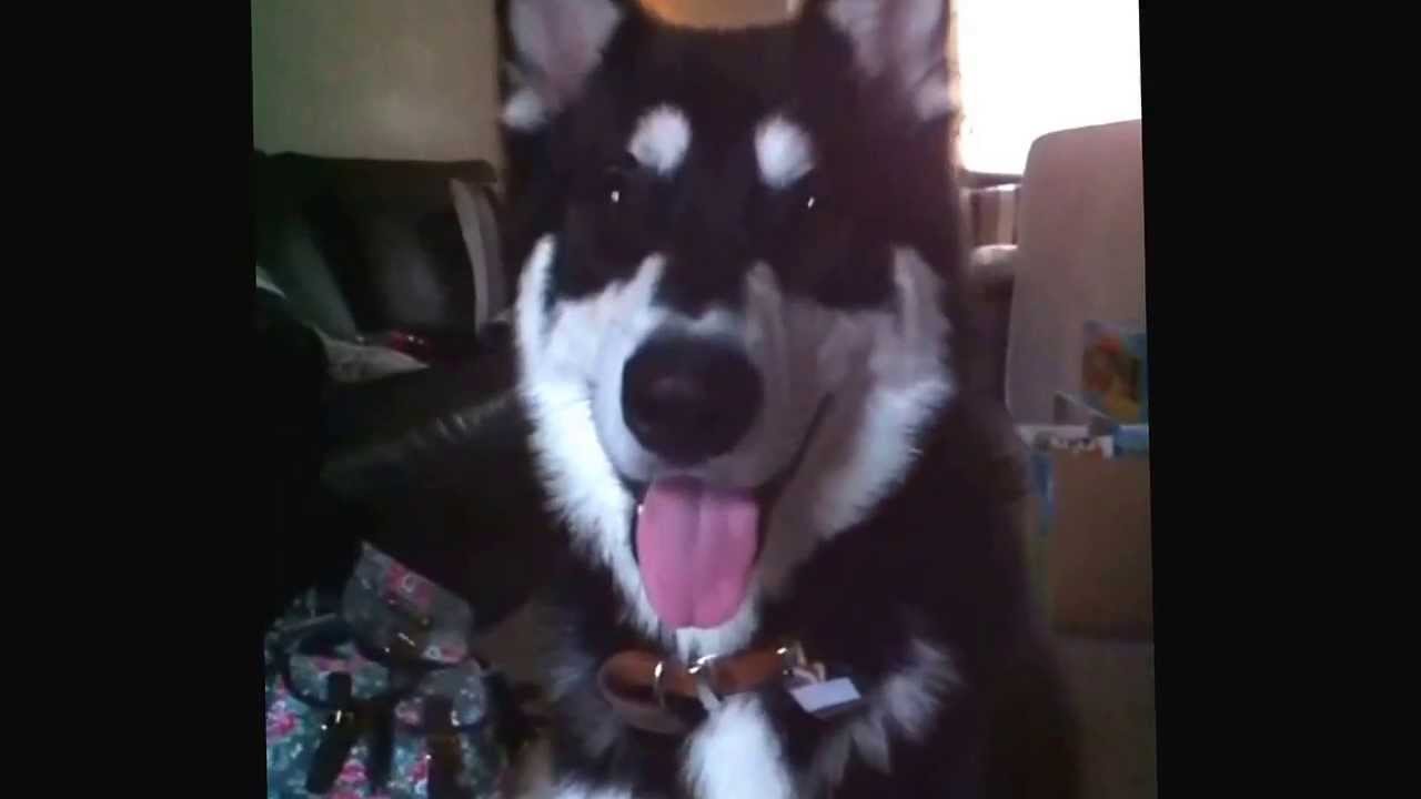 Husky kisses camera! - YouTube