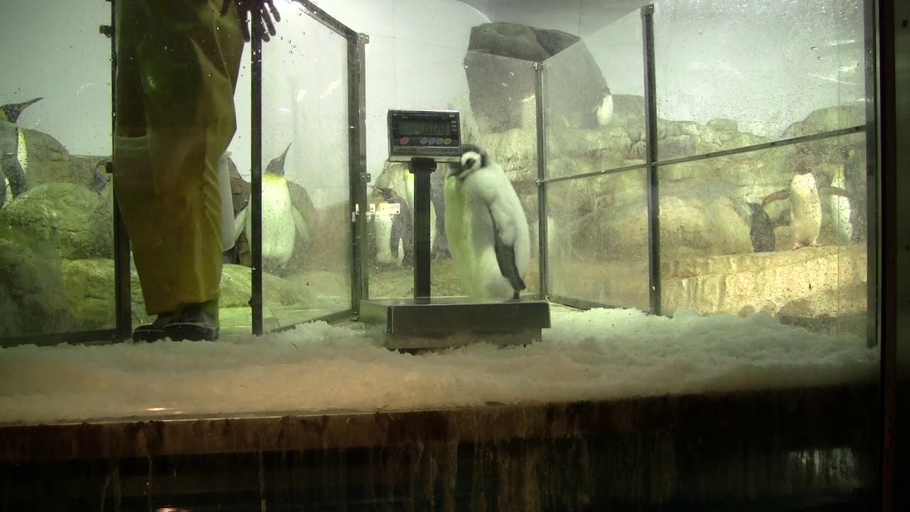 #2-19 Jan 2018 Emperor penguin at Adventure world, Japan - YouTube