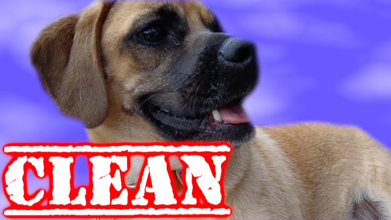 "My Dog's Weener is CLEAN!" - Boring Vlogs # 18 - YouTube