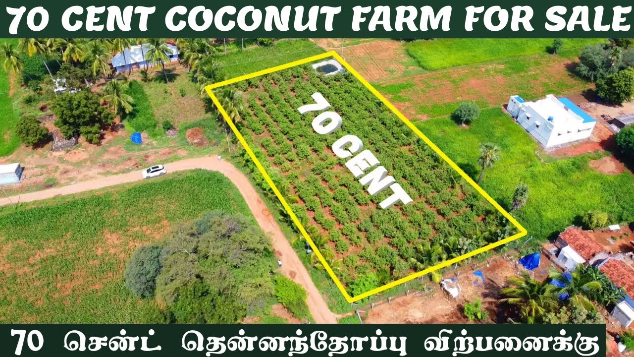 70 Cent Coconut Farm For Sale Near Bypass Lowbudget 70 70-cent-coconut-farm-for-sale-near-bypass-lowbudget-70