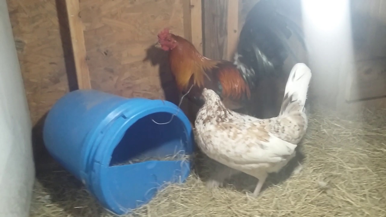 Hatch rooster over Butcher pullets - YouTube