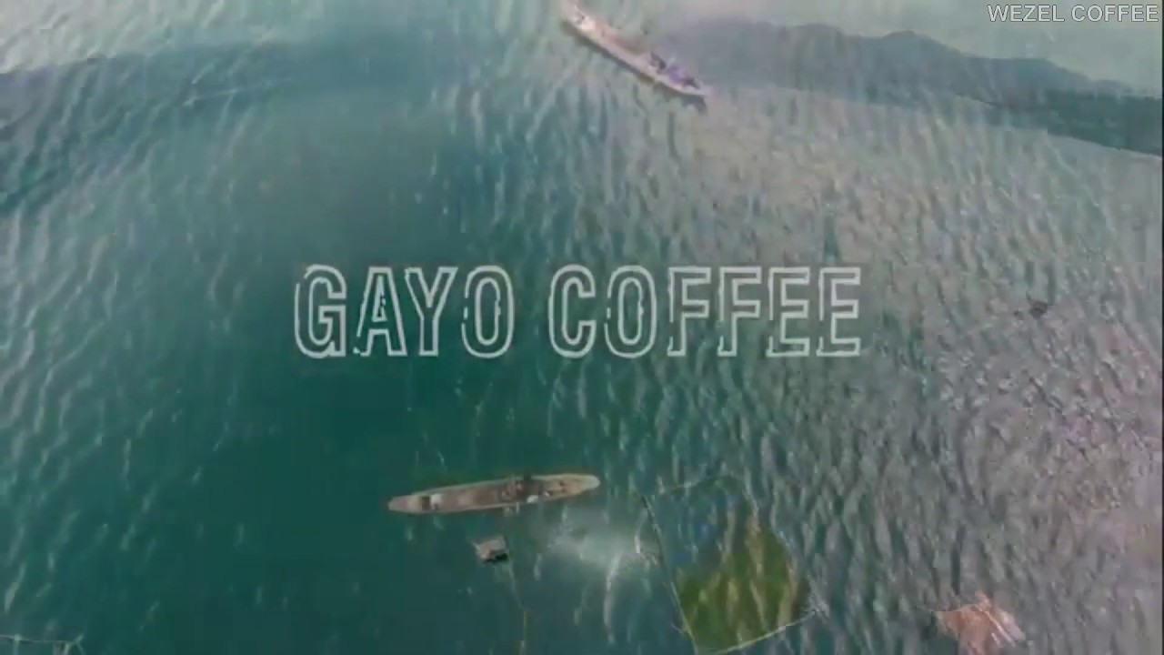 Coffee Arabica Gayo Highland Plantation in INDONESIA by WEZEL COFFEE ...