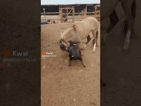 porco X cavalo 🐎
