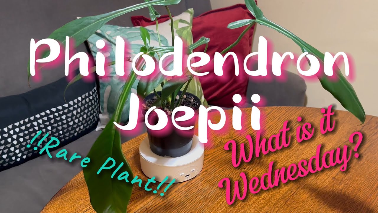 PHILODENDRON JOEPII Plant Care & Info RARE HOUSEPLANT Collection - YouTube