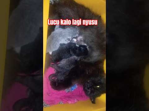lucu baget kucingnya | nyusu sama mama nya