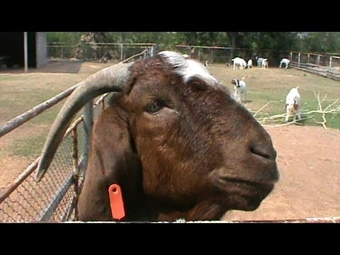 Boer Goat Farm in North East Thailand