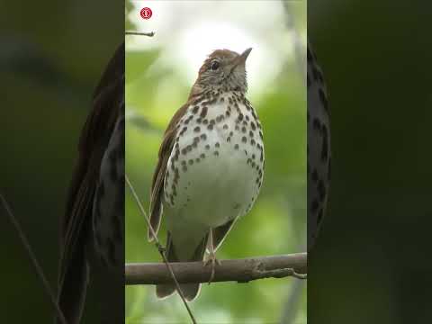 Gerçek Ardıç Kuşu Sesleri | Yüksek Kalite | Sevimli Ardıç Kuşu Sesi Deneyimi! | 4K #shorts