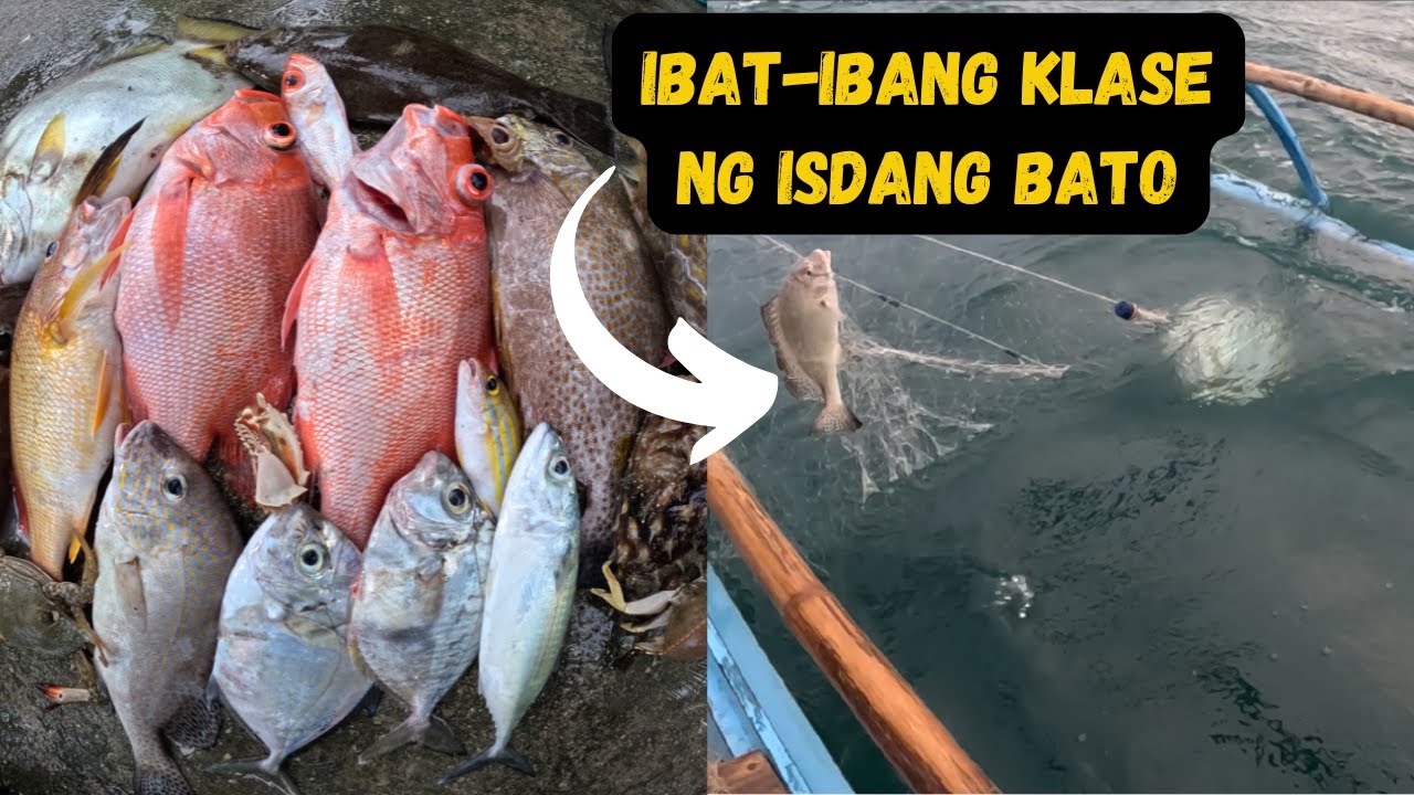 MAMAHALING ISDA ANG SUMABIT SA LAMBAT | IBAT IBANG KLASE NG ISDANG BATO ...