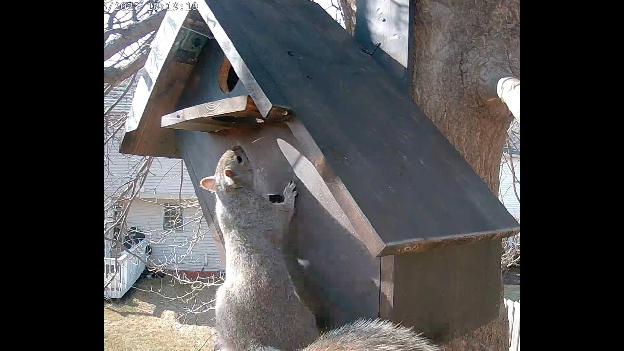 Illinois Eastern Gray Squirrel Nesting Box House Hunting on Spring of 2025 ASMR - YouTube