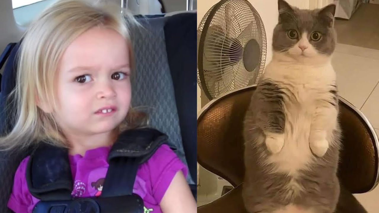 Funny Moments of Cats | Funny Video Compilation - Just Cats #43 - YouTube