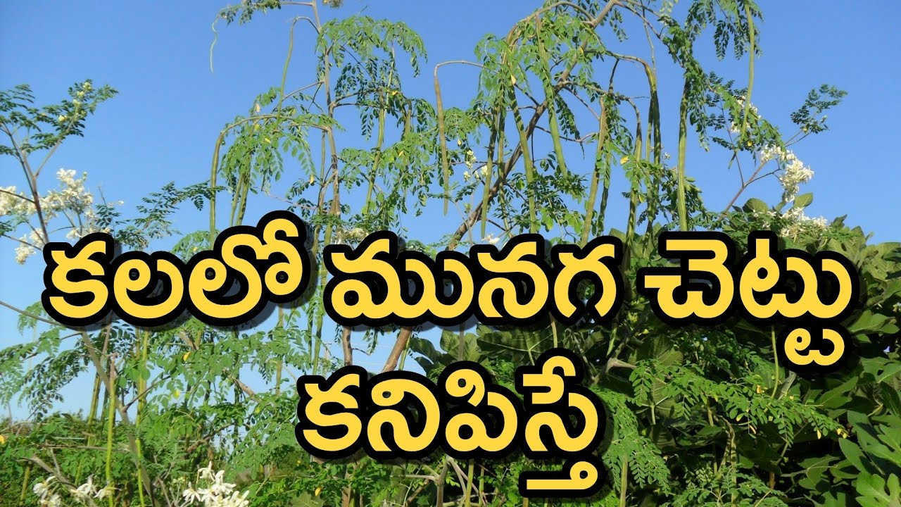 kalalo Munaga Chettu Kanipisthe | Kalalu Vati Phalithalu | Dreams In ...