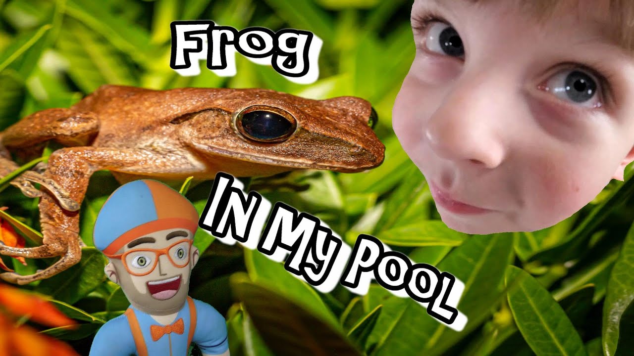 A Frog in my Pool | Blippi Toy Pretend Play Fun for toddlers and kids ...